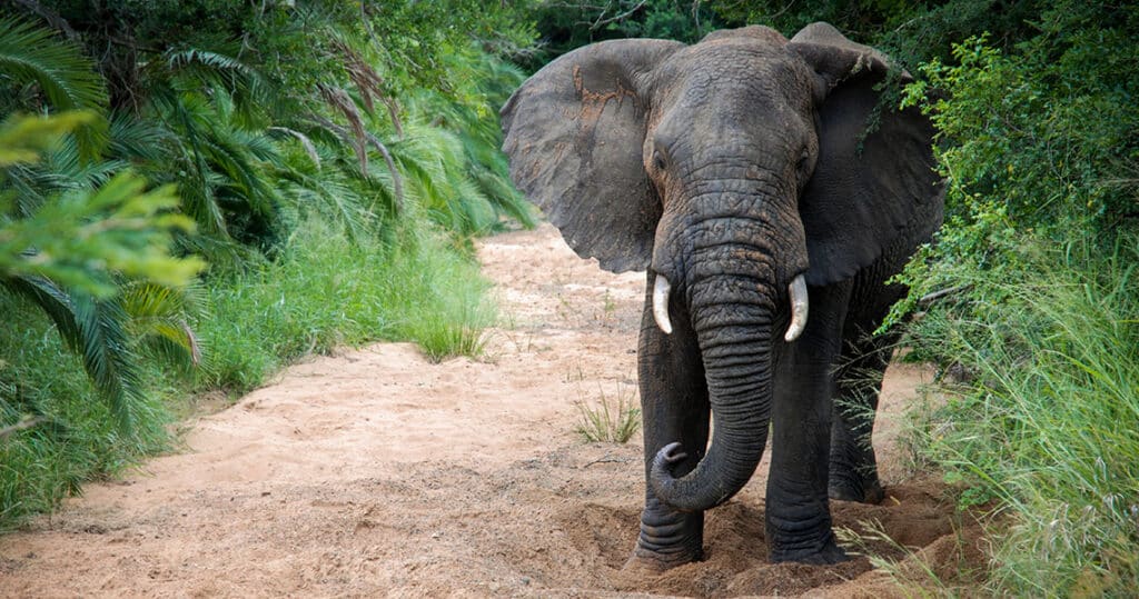 MALARIA-FREE SAFARIS