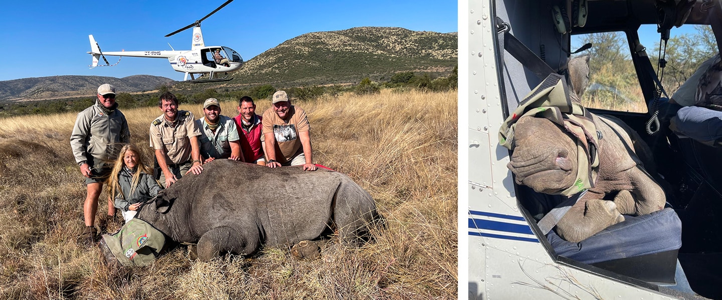 The animal is located, darted, and immobilised by a veterinarian from a ...