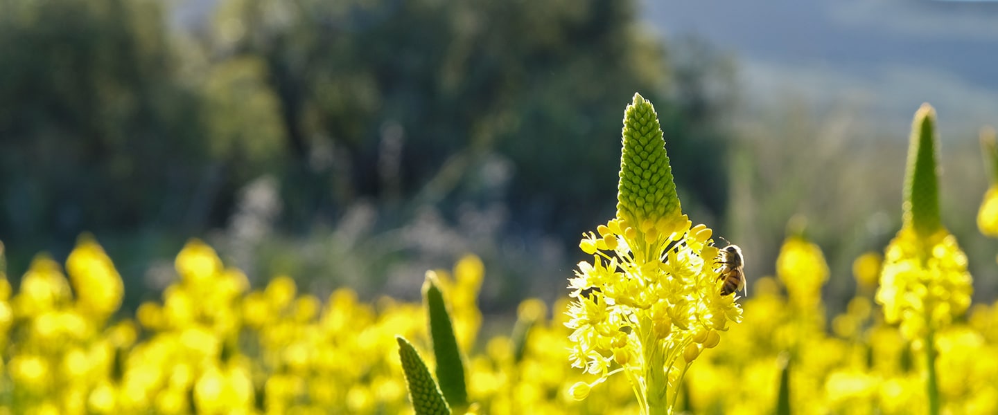 Experience the blooms of the Northern Cape on a road trip
